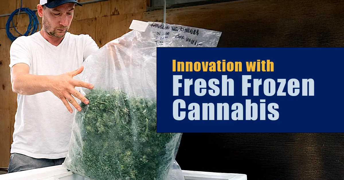Innovation in Fresh Frozen Cannabis by Jetty Extracts